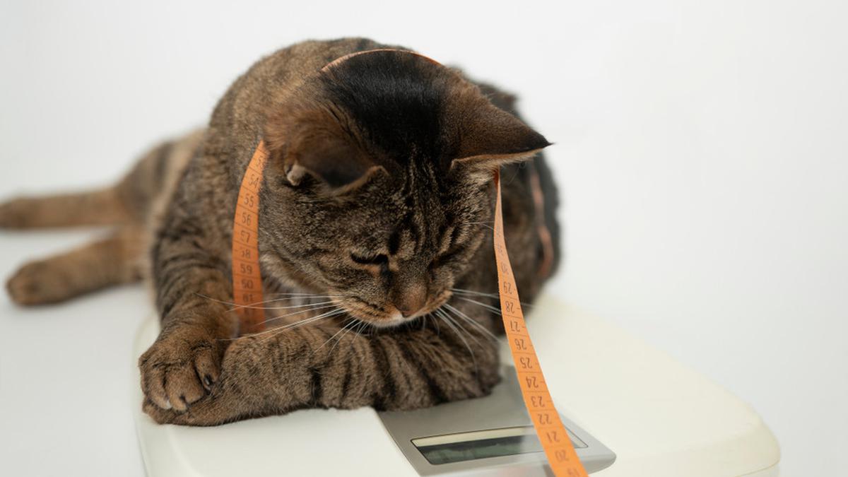 Trik Sederhana untuk Bantu Kucing Gemuk Turunkan Berat Badan - Ragam ...