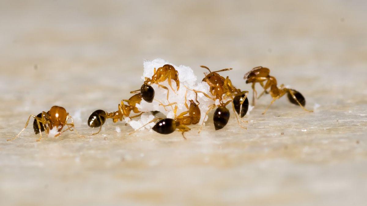 Tak Banyak yang Tahu, 1 Bahan Dapur Ini Ternyata Efektif Halau Semut ...