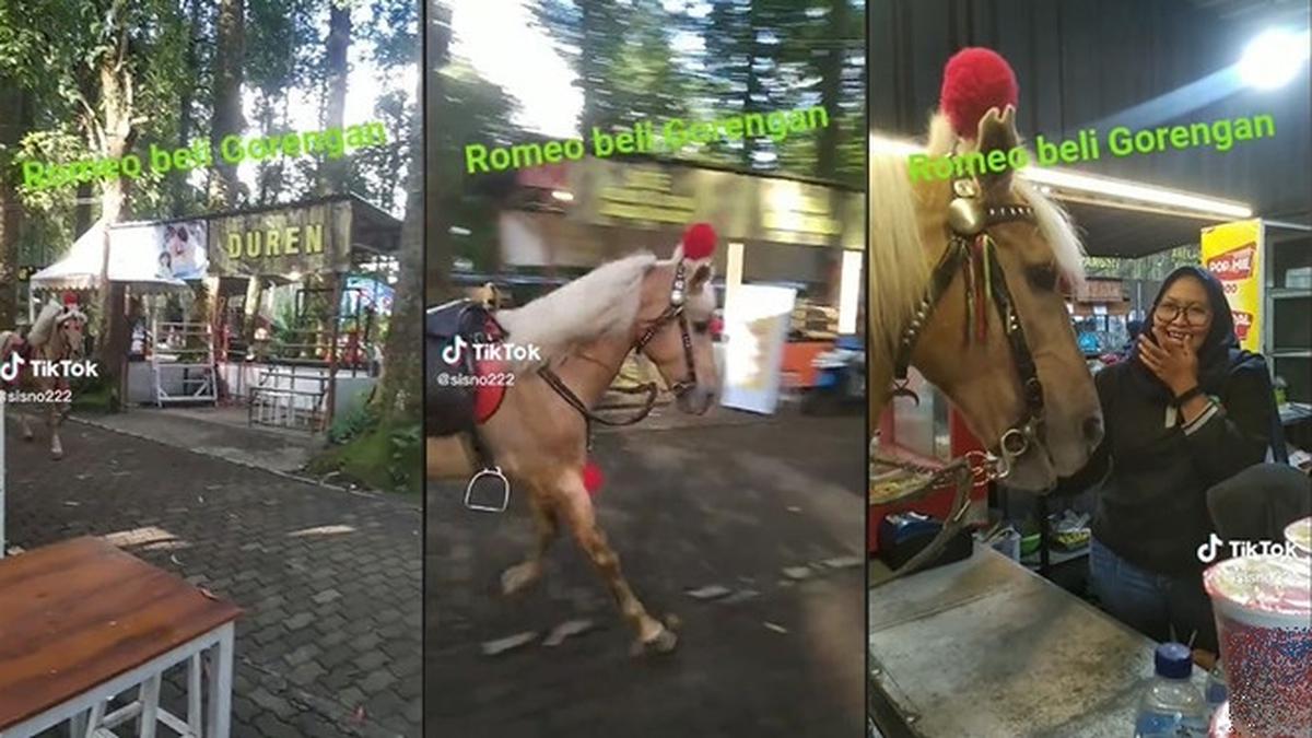 Aksi Kocak Kuda 'Romeo' Berlari Sendiri Jajan Gorengan, Bikin ...