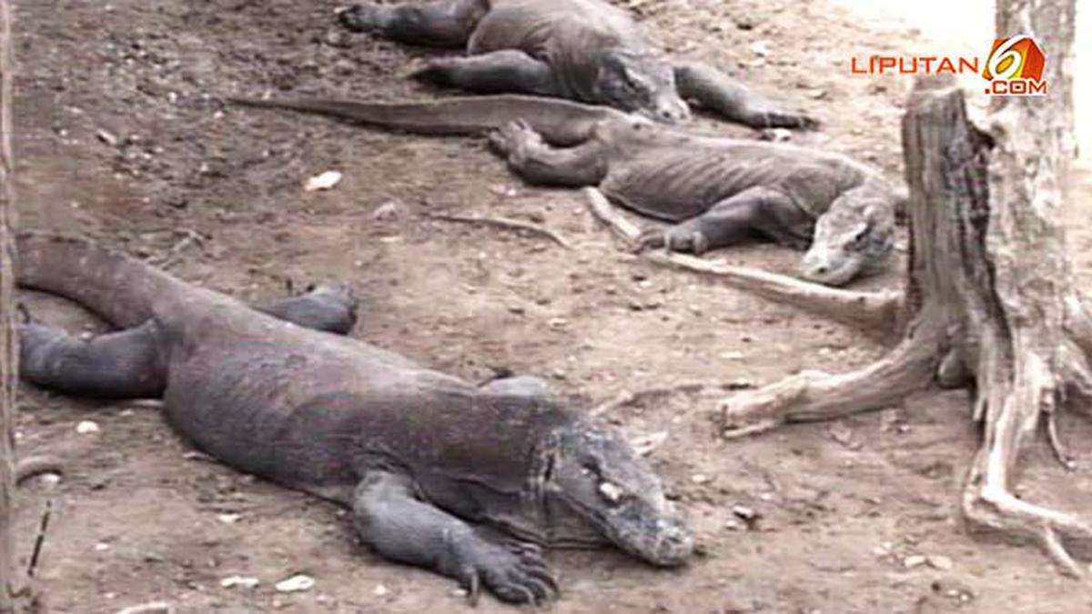 Meski Mendunia, Komodo Tak Populer di Ragunan - News Liputan6.com