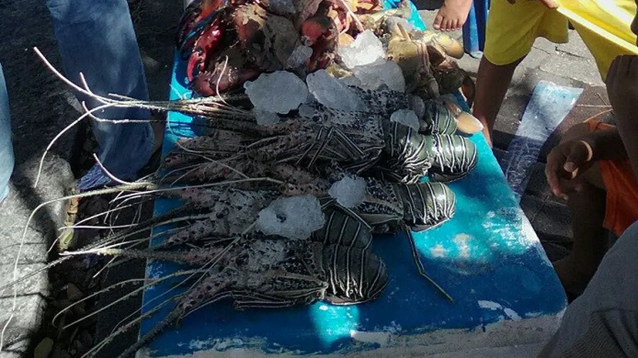 Cerita Kepiting Kenari, Si Raksasa Pemalu dari Pulau Moti