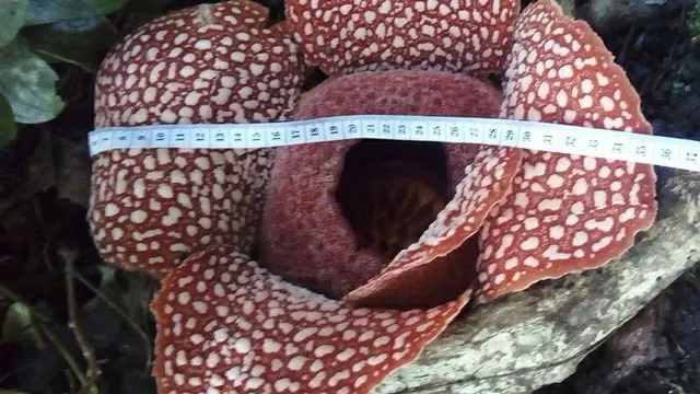 Bunga Langka Raflesia Zollingeriana Mekar di Taman Nasional Meru Betiri ...