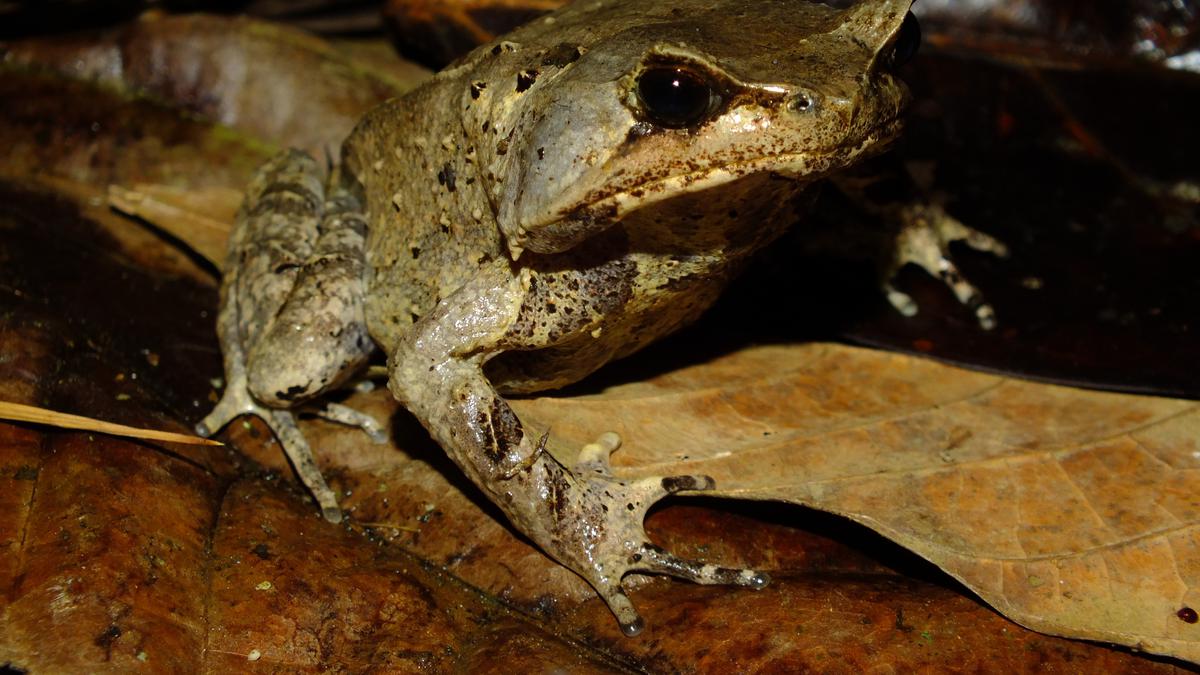 2 Spesies Baru Katak Tanduk Ditemukan di Pulau Sumatera