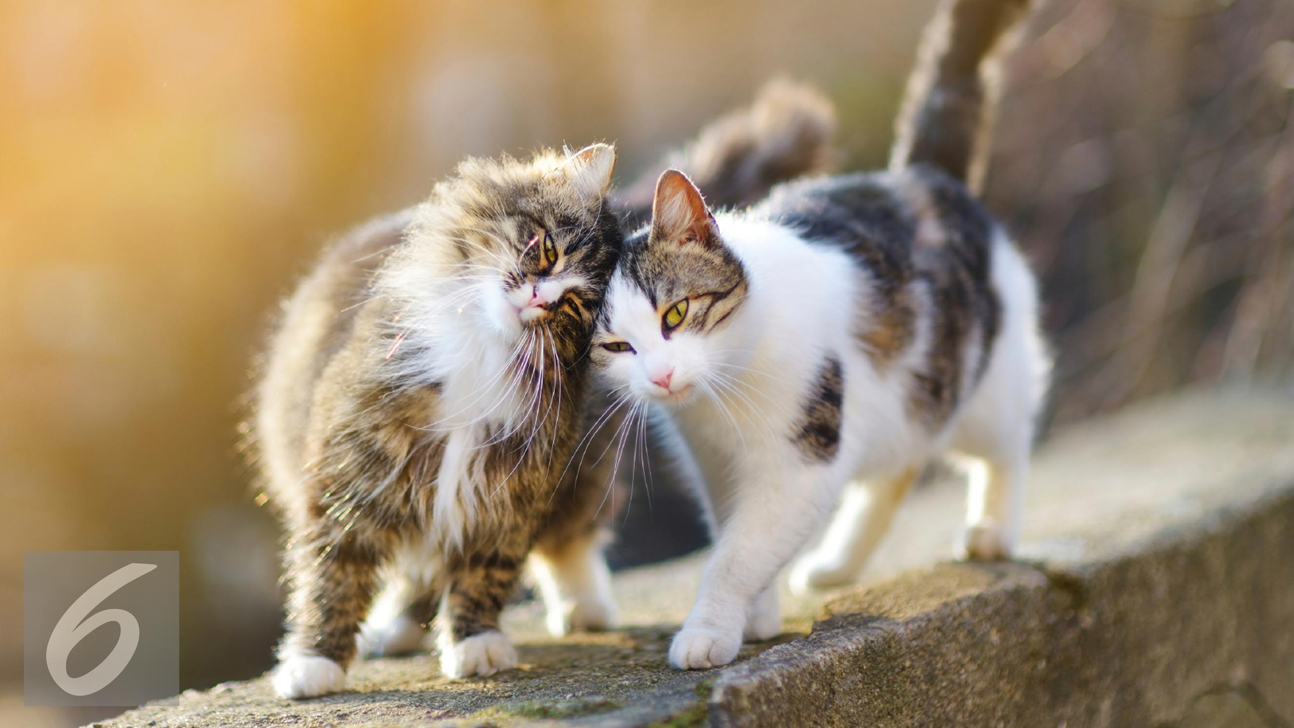 12 Macam-Macam Jenis Kucing Berbulu Panjang, Lucu dan Menggemaskan
