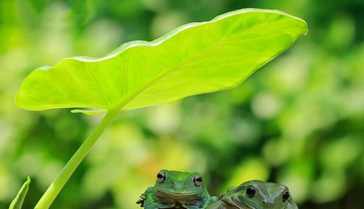 10 Potret Katak Karya Tanto Yensen: Keren & Menggemaskan - Photo Fimela.com