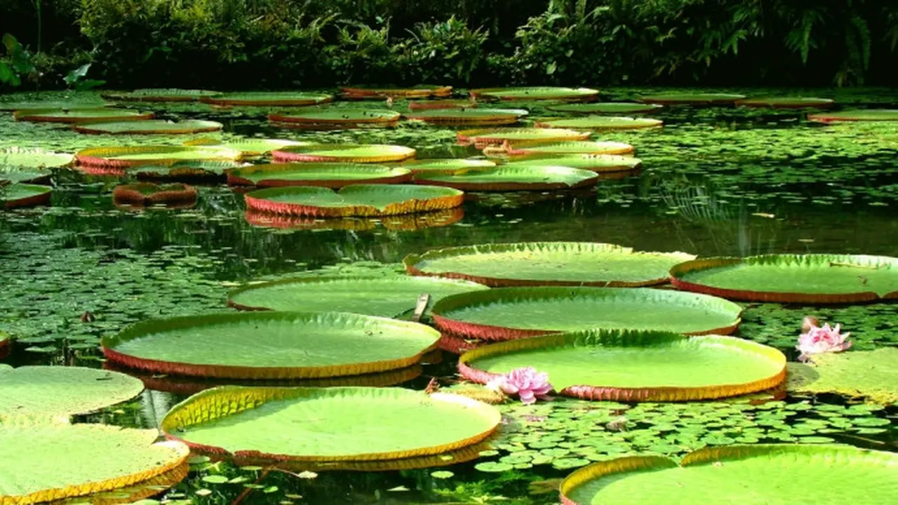 5 Fakta Unik Victoria Amazonica, Teratai Raksasa yang Kuat Tahan Beban ...