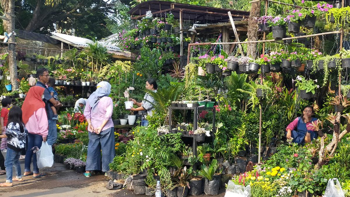 Pesona Janda Bolong di Pasar Bunga Splendid Malang