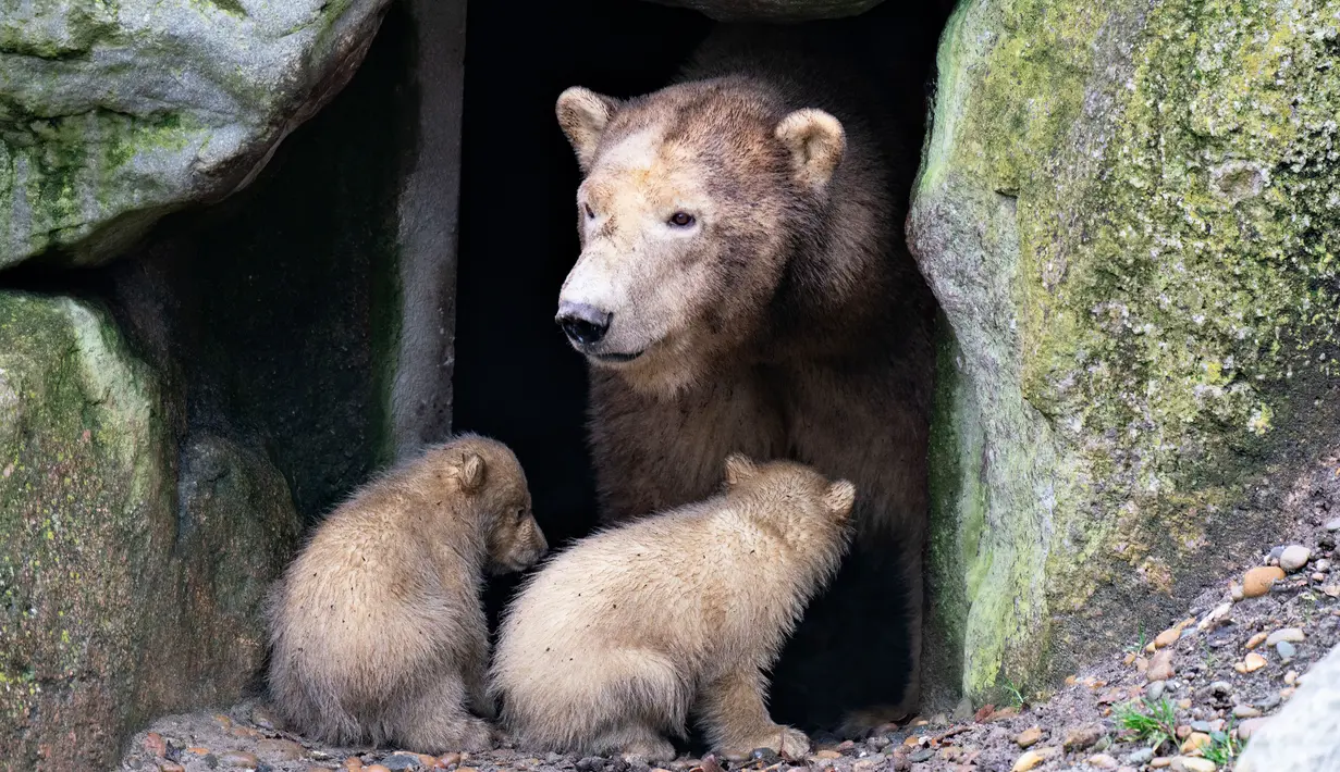 FOTO: Tingkah Anak Beruang Kutub Saat Debut Pertama di Denmark - Foto ...