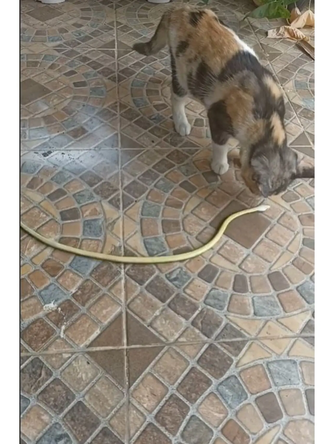 Viral Video Reaksi Bingung Kucing Lihat Ular Berguling-Guling, Bikin ...