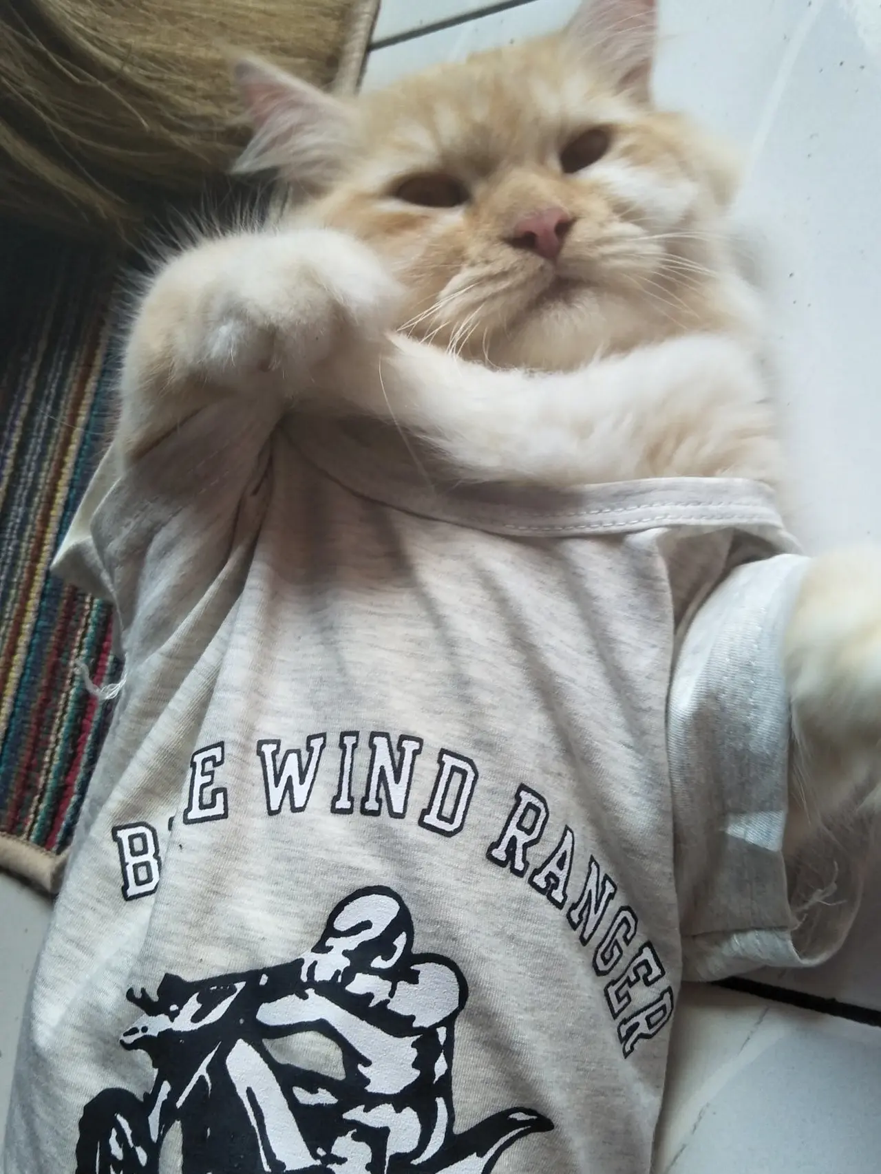 6 Potret Kucing Tidur Pakai Baju Kaus Ini Bikin Gemas, Layaknya Manusia ...