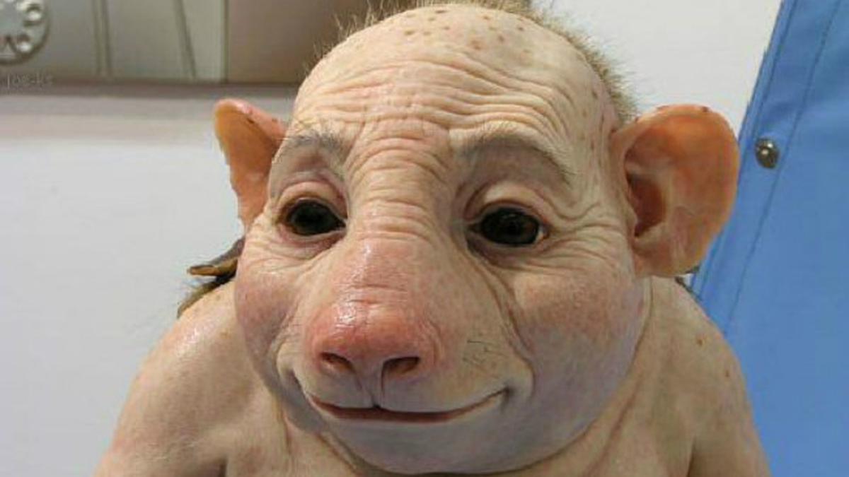 Top 3: Makhluk Baru Gabungan Manusia dan Babi - Global Liputan6.com