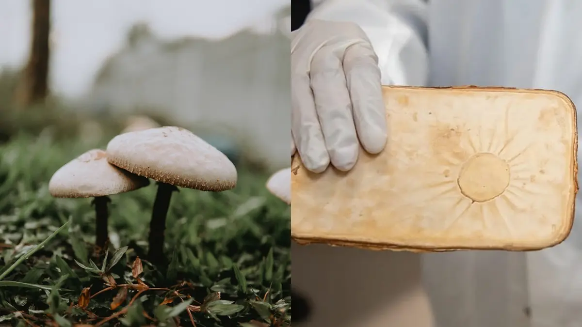 Berita Jamur Tahan Api Hari Ini - Kabar Terbaru Terkini | Liputan6.com