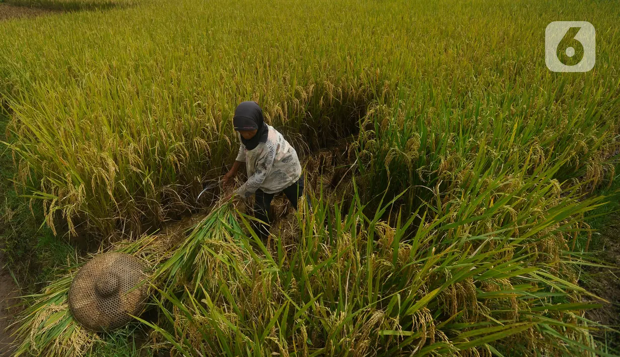 Harga Gabah Kering Panen di Bogor Alami Kenaikan - Foto Liputan6.com