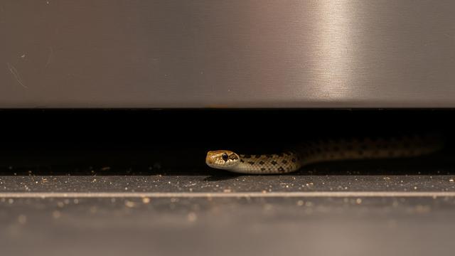 Anakan Ular di Bawah Kulkas Apa Saja Tandanya? Kenali Ciri-Ciri Berikut Ini