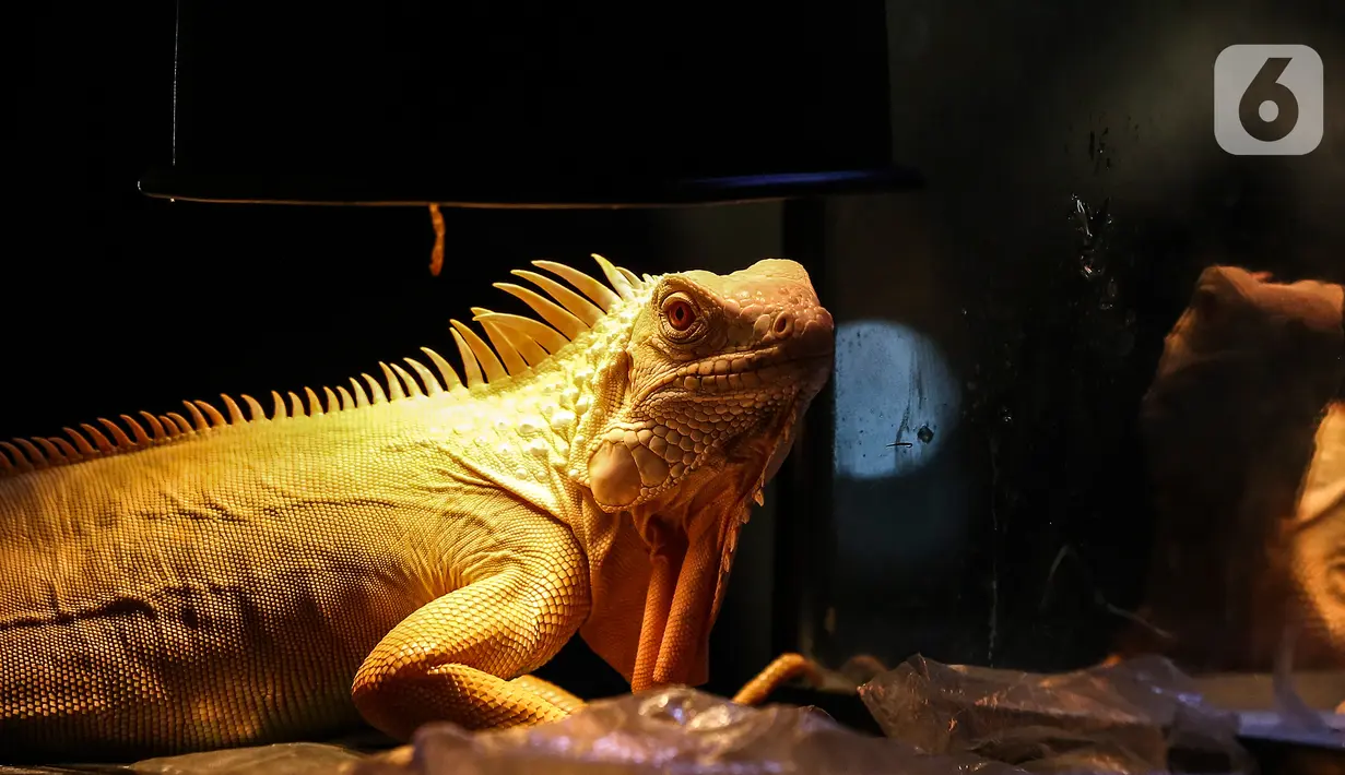 FOTO: Berkenalan dengan Aneka Reptil di Senayan Park - Foto Liputan6.com