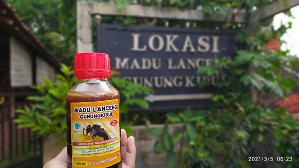 Madu Lanceng Gunungkidul, Madu Sehat dari Kelompok Tani di Desa Katongan - Bisnis Liputan6.com