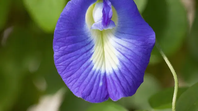 7 Resep Olahan Bunga Telang, Tidak Hanya Jadi Minuman - Hot Liputan6.com