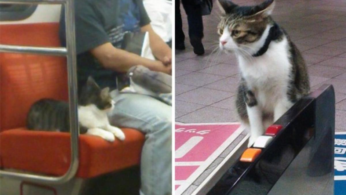 Entah untuk Keperluan Apa, Kucing Ini Rutin Naik Kereta