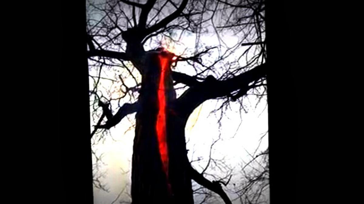 Ajaib, Api Menyala dari Dalam Batang Pohon - Citizen6 Liputan6.com