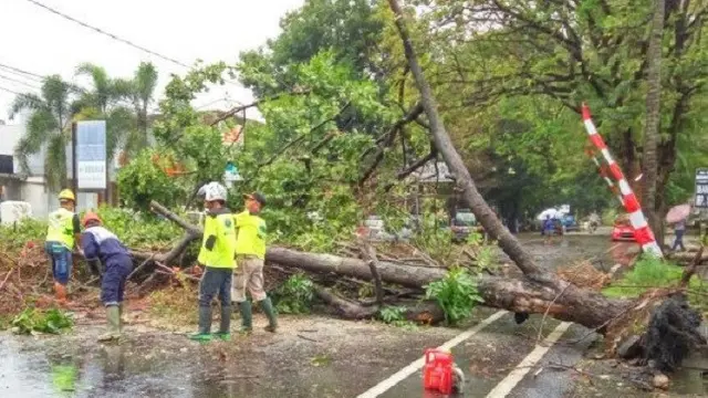 PLN Sulut Pusing Hadapi Pohon-Pohon - Regional Liputan6.com
