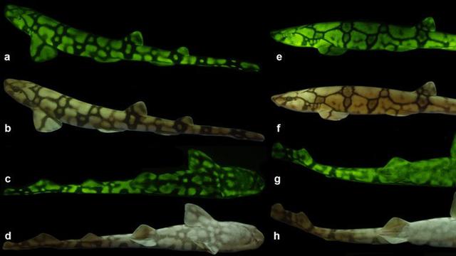 Mengenal Kitefin Shark, Hiu Glow in The Dark Terbesar di Laut Dalam ...