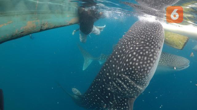 Hiu Raksasa Muncul di Pesisir Pantai Desa Dumolodo Gorontalo Utara ...