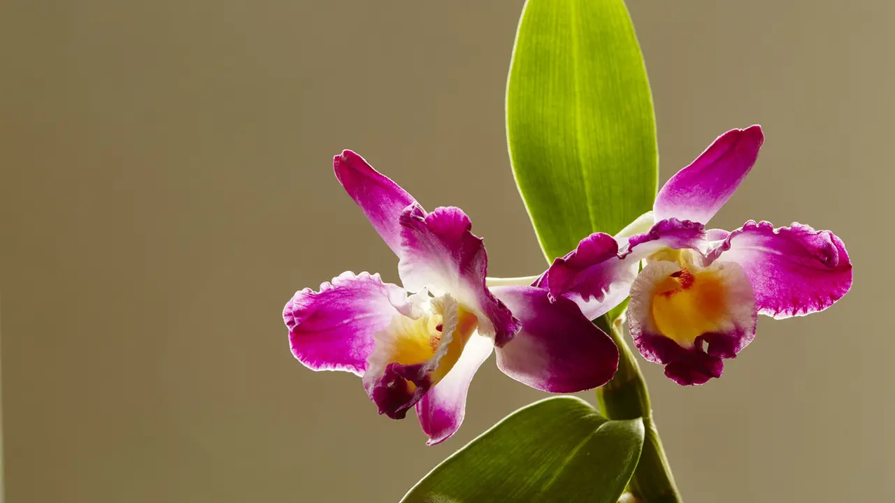 20 Macam-Macam Bunga Anggrek yang Populer di Indonesia, Ada yang ...