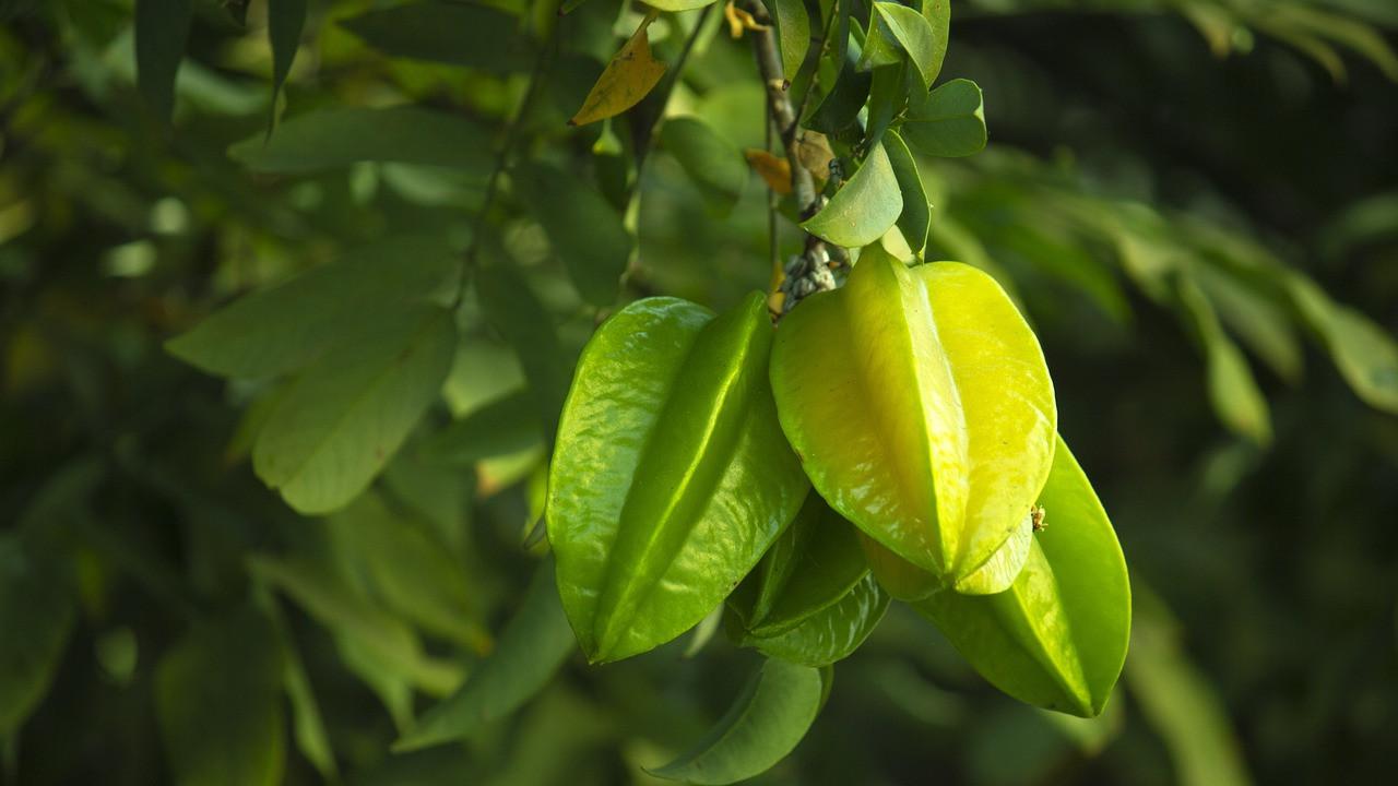 7 Tanaman Buah dengan Pohon Pendek Cocok untuk Pekarangan Rumah Sempit