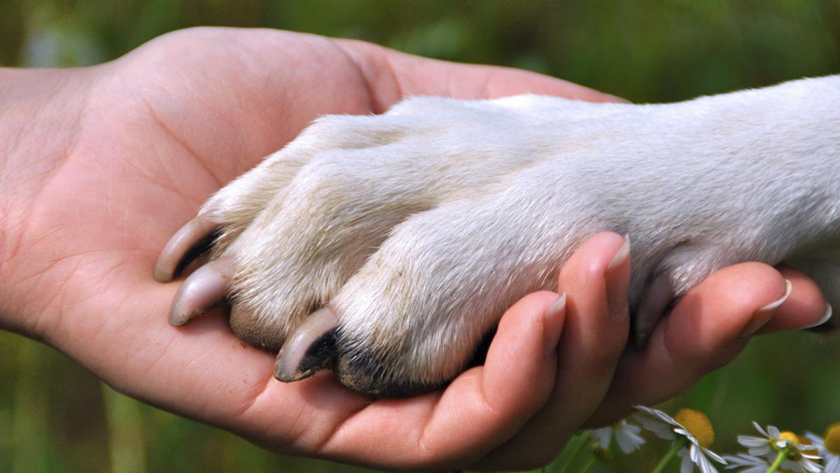 Tak Disangka, Anjing Tahu Berapa Besar Rasa Sayang Pemiliknya ...