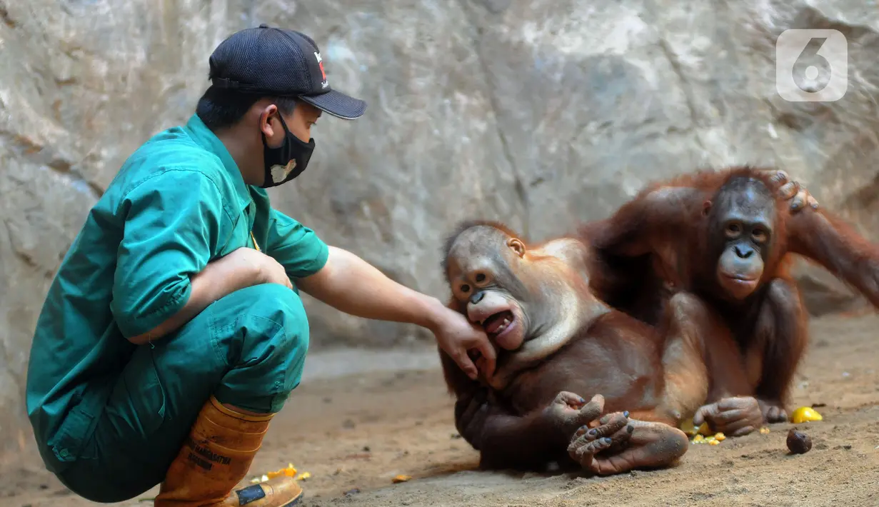 FOTO: Tingkah Lucu Orangutan dan Gajah di Taman Margasatwa Ragunan ...