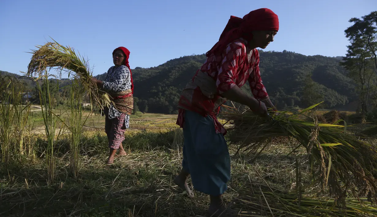 FOTO: Geliat Panen Padi Petani Nepal - Foto Liputan6.com