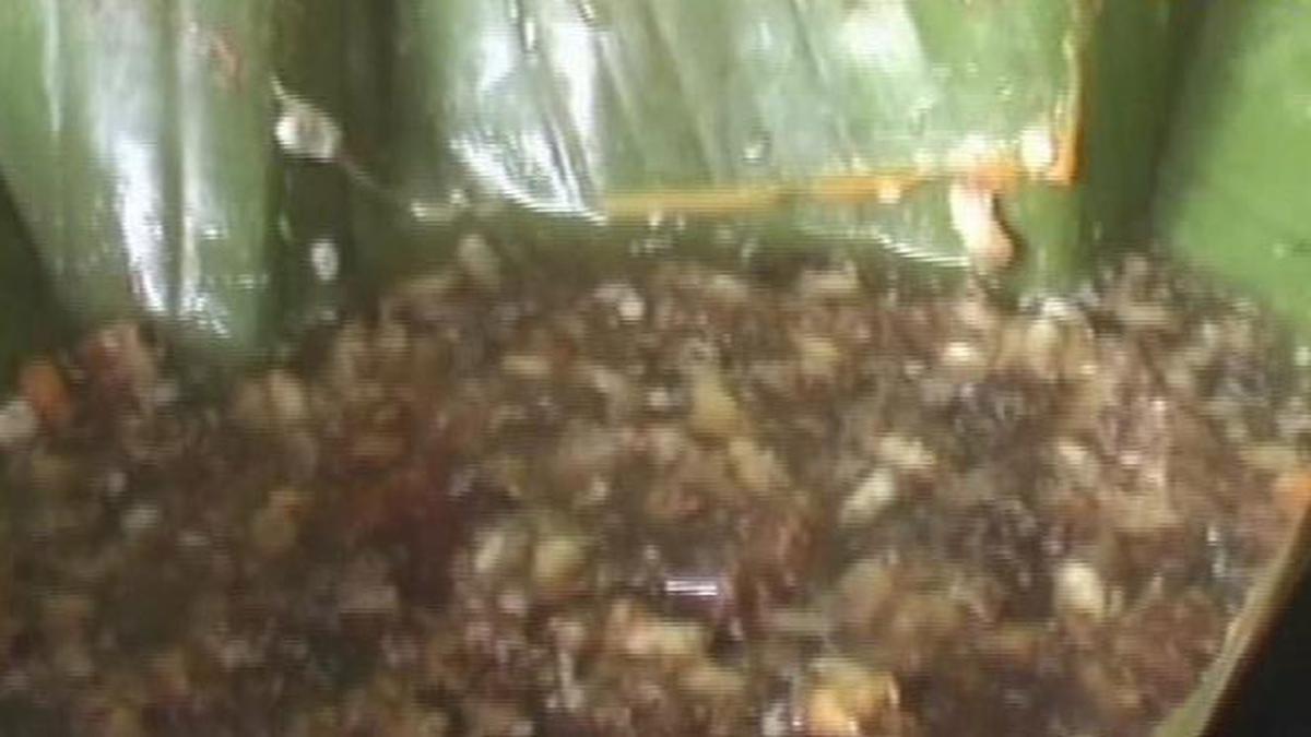 Botok Tawon, Kuliner Banyuwangi dari Sarang Lebah untuk Tingkatkan ...