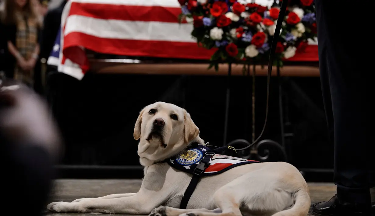 FOTO: Kesetiaan Sully, Anjing yang Menjaga Peti Mati George HW Bush ...