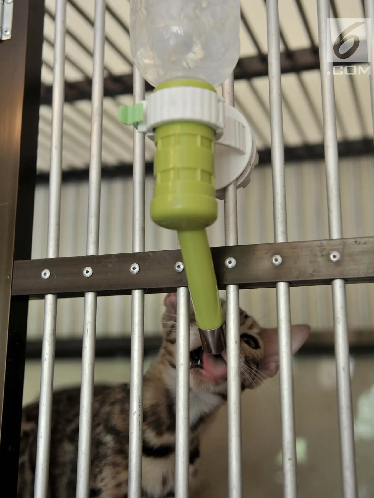 Kucing Peliharaan Ogah Minum Air, Kenapa Ya? - Health Liputan6.com
