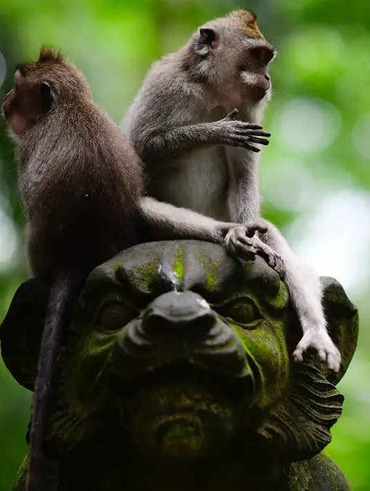 FOTO: Lucunya Kawanan Monyet di Monkey Forest Ubud - Foto Liputan6.com