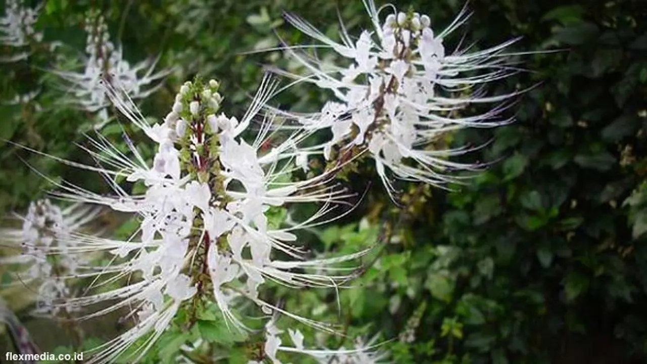 Serba-serbi Tanaman Obat Kumis Kucing untuk Atasi Batu Ginjal hingga ...