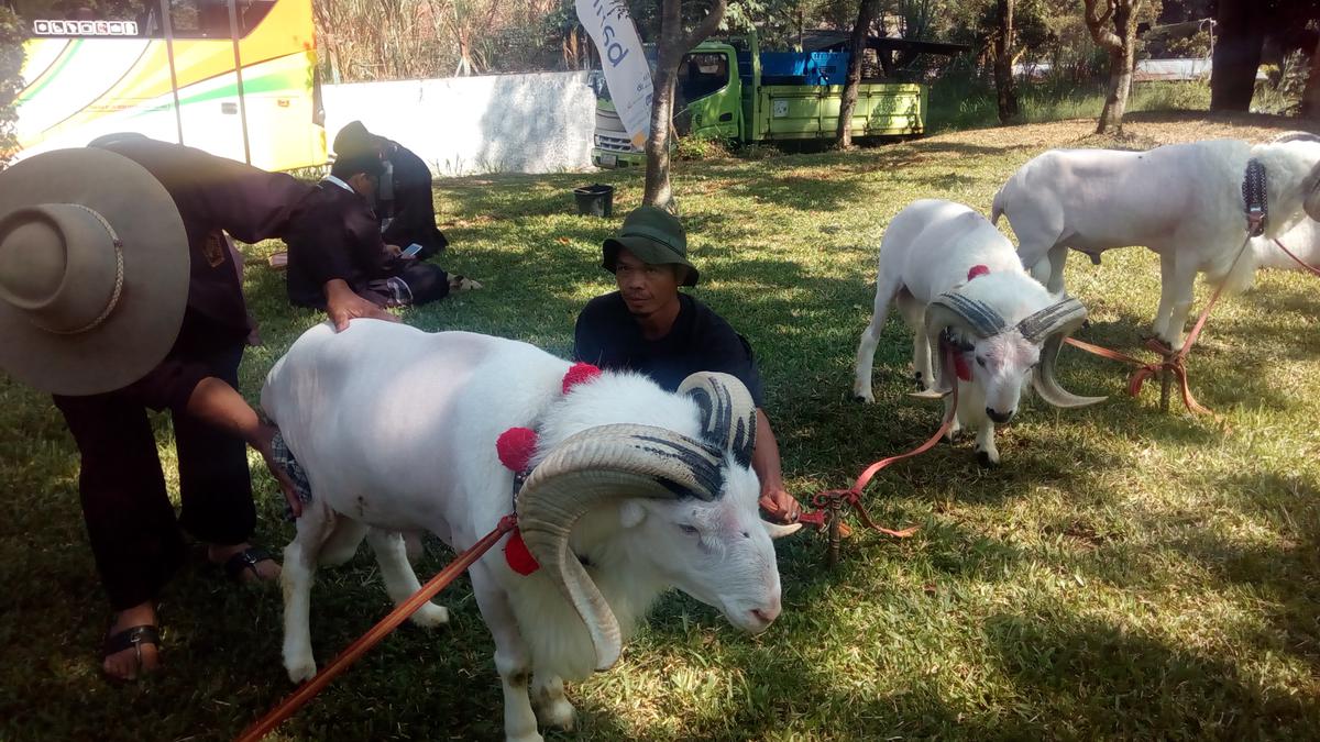 Pemda Garut Siapkan Penyembelih Hewan Kurban Bersertifikat - Regional ...