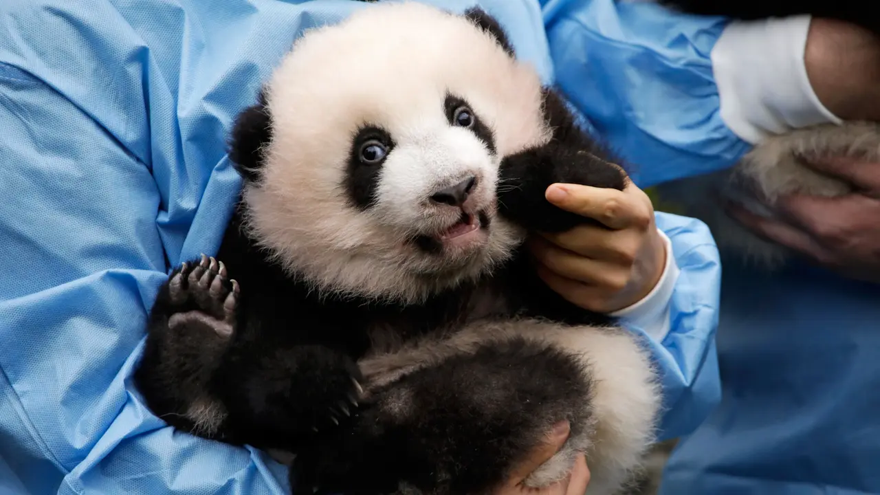 18-12-1936: Kedatangan Panda Pertama di Amerika Serikat - Global ...