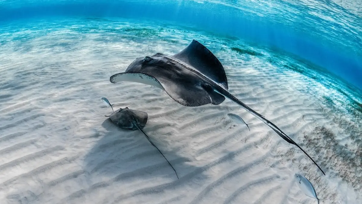 Berita ikan pari Hari Ini - Kabar Terbaru Terkini | Liputan6.com