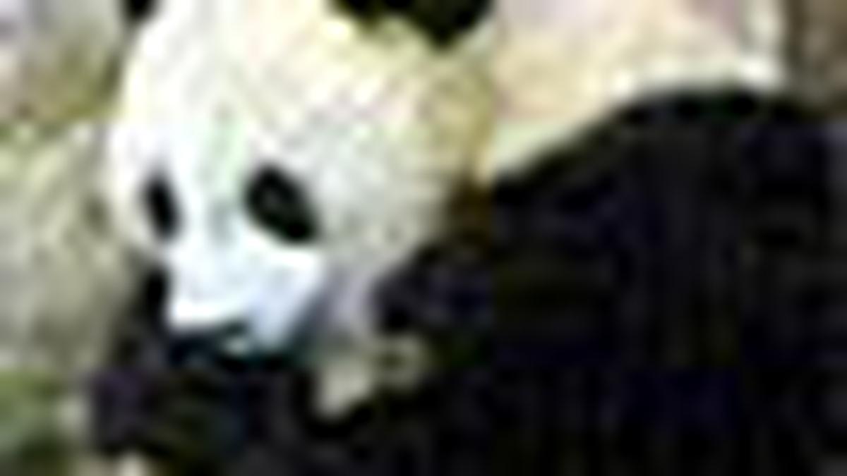 Populasi Panda di Cina Terus Menurun