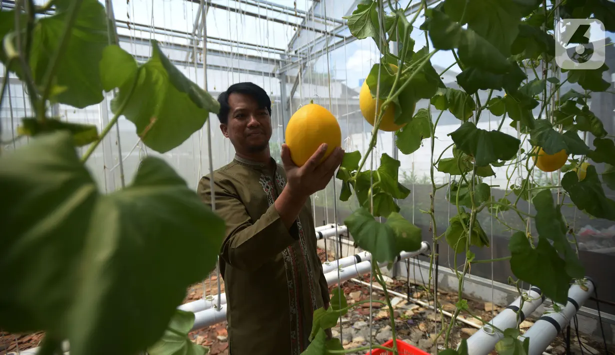 Panen Melon Urban Farming Jakarta - Foto Liputan6.com