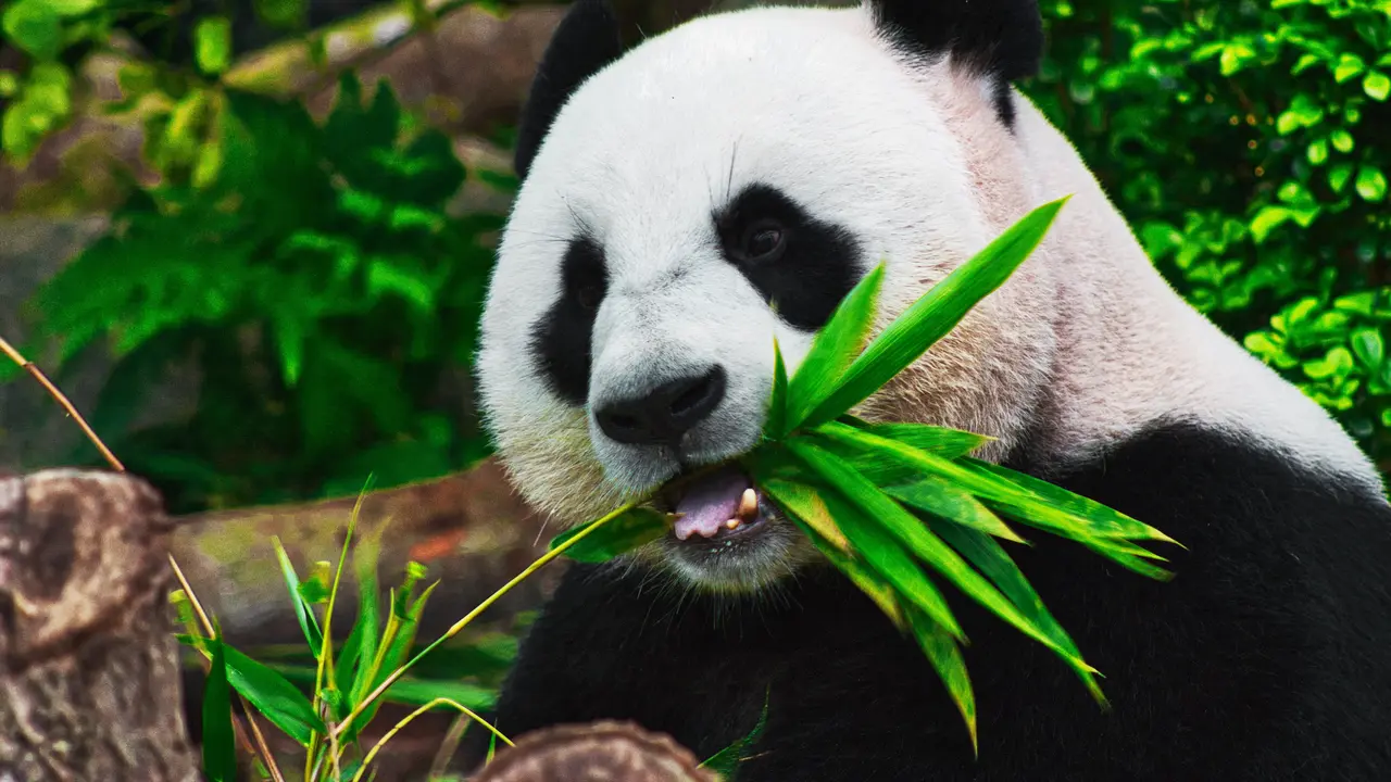 6 Fakta Menarik Tentang Panda yang Jarang Diketahui - Citizen6 Liputan6.com