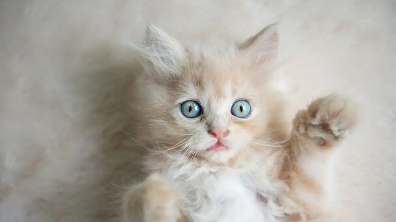 Berbagai Warna Mata pada Kucing, Ada 4 Fakta Unik di Balik Keindahannya