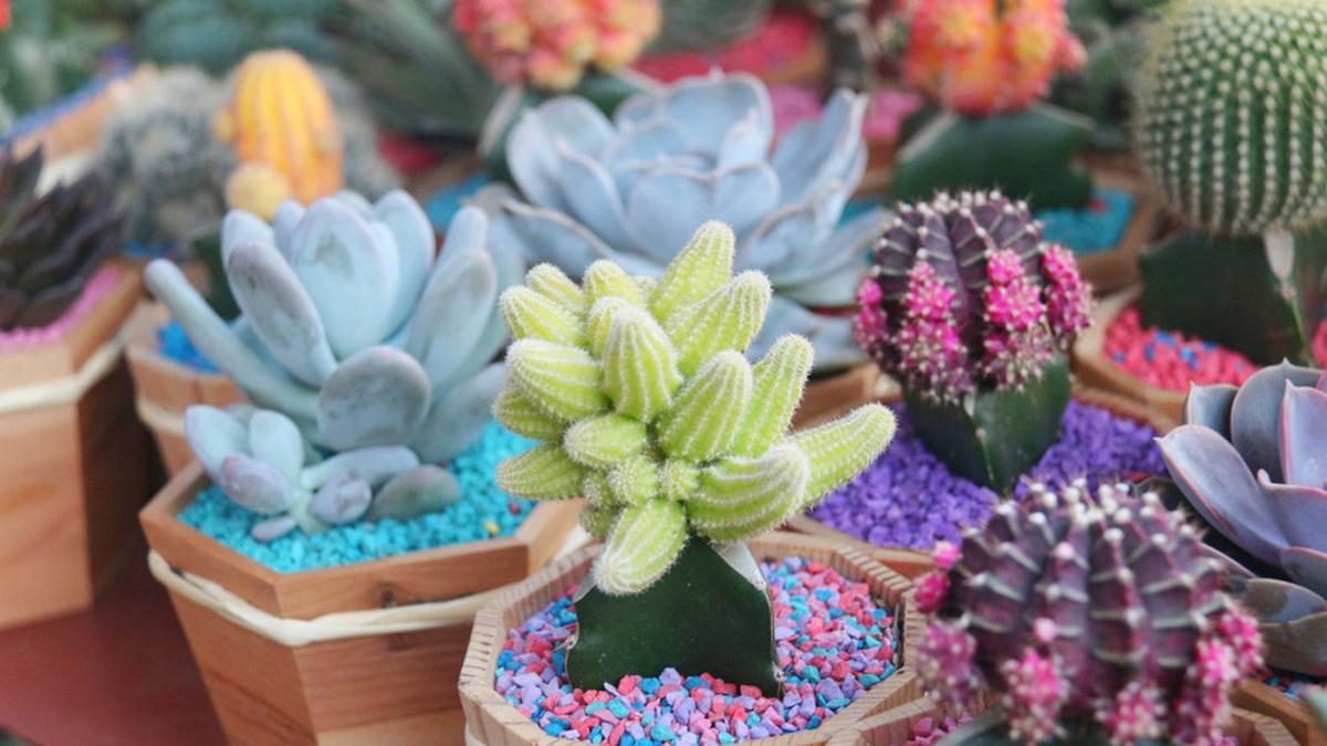 5 Jenis Kaktus Mini untuk Menghiasi Kamar Tidur