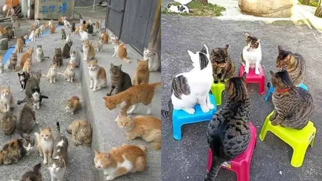 6 Potret Kucing Lagi Kumpul Ramai-Ramai, Jadi Sungkan Lewat - Hot ...