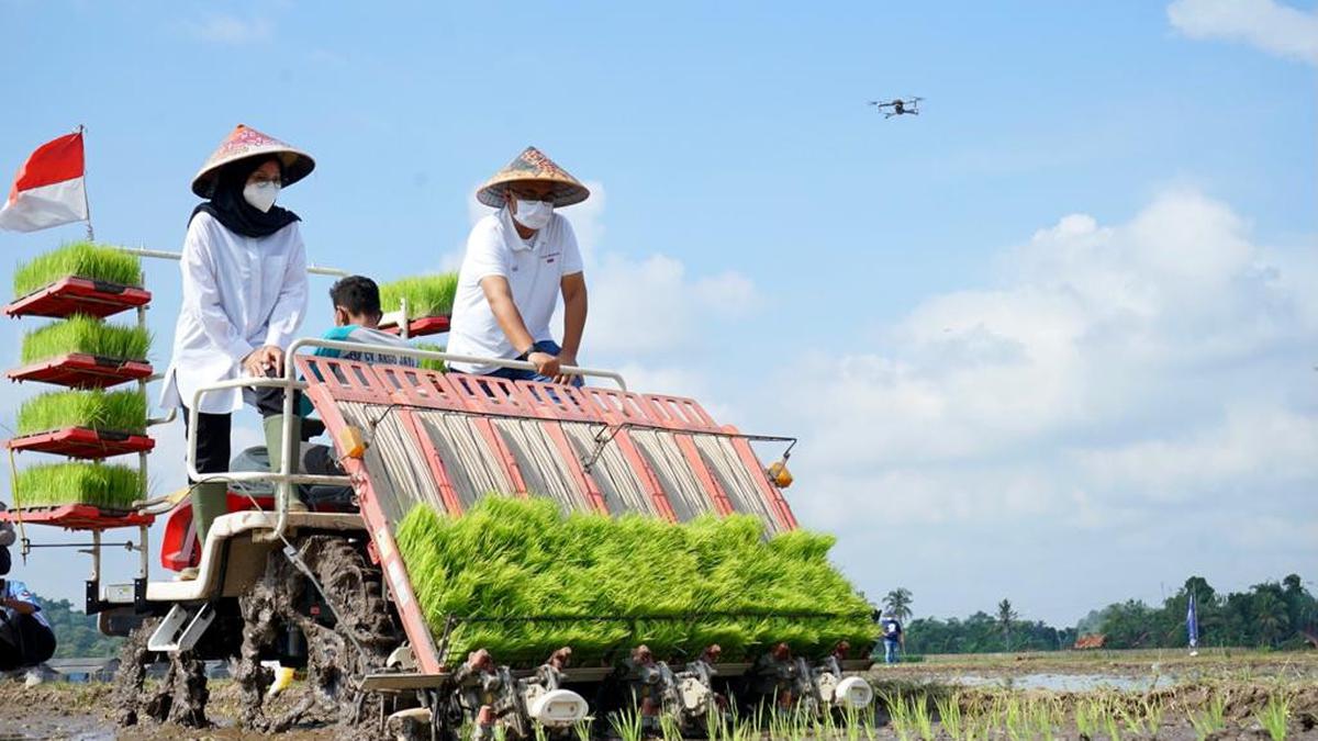 Bps Ungkap Sektor Pertanian Serap Lapangan Kerja Tertinggi Di Tahun