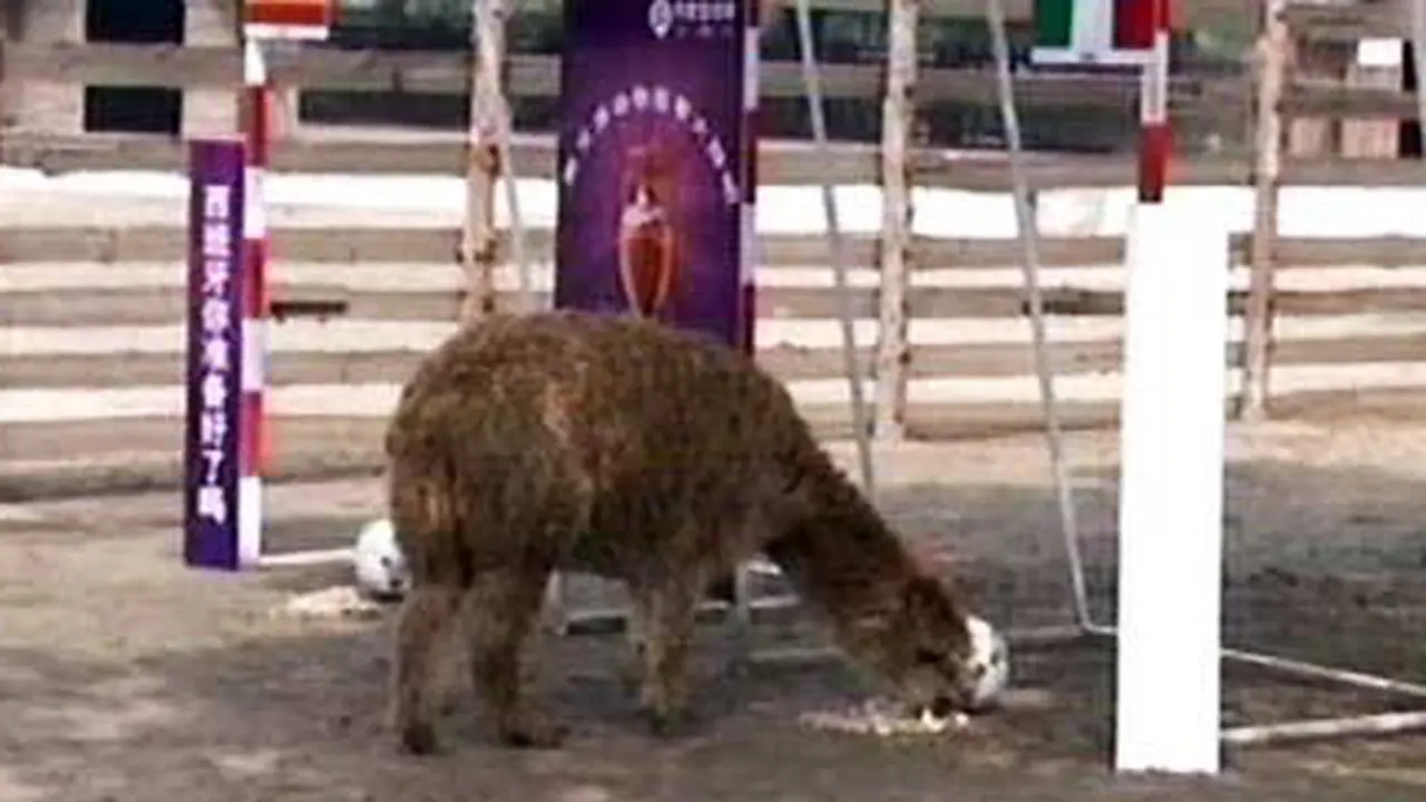 Kambing Peru Jagokan Italia - Bola Liputan6.com