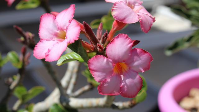 10 Pohon Kecil Berbunga Cantik untuk Teras Minimalis Modern, Low ...