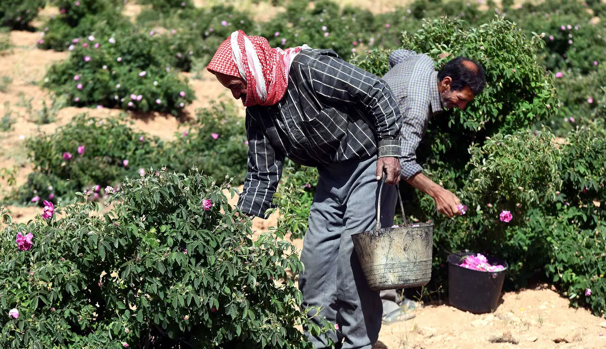 FOTO: Panen Mawar Damask di Suriah - Foto Liputan6.com