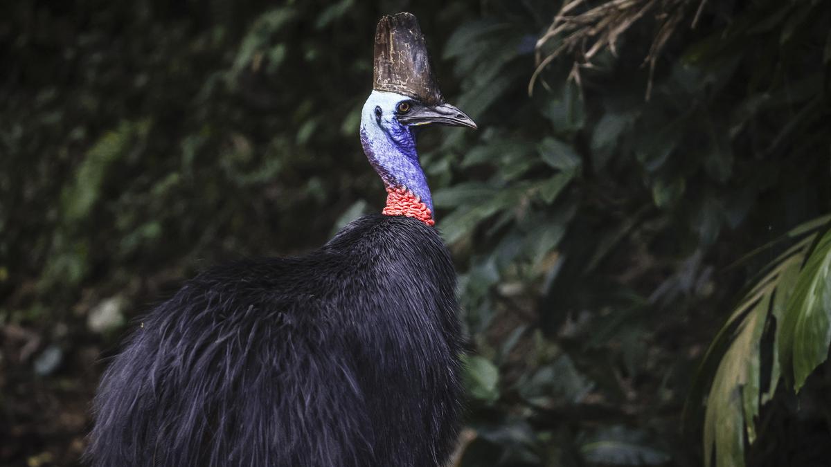 'Burung Dinosaurus' yang Menakutkan di Australia Menatap Kepunahan ...